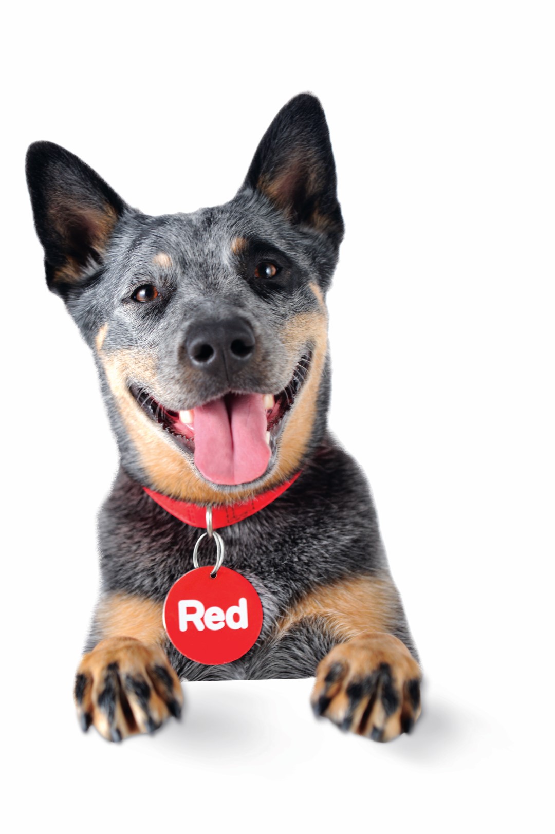 DogOverLedgeShadow_cHR (Large) | Let's go Mum