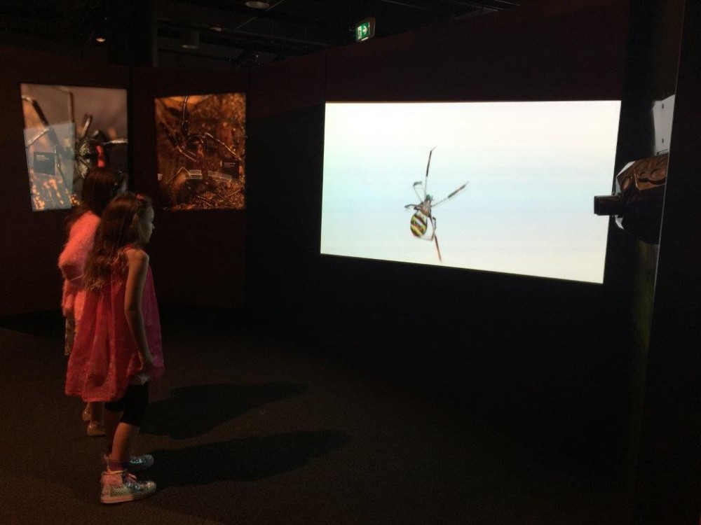 School holiday ideas - Questacon Science Museum Spiders Exhibition ...