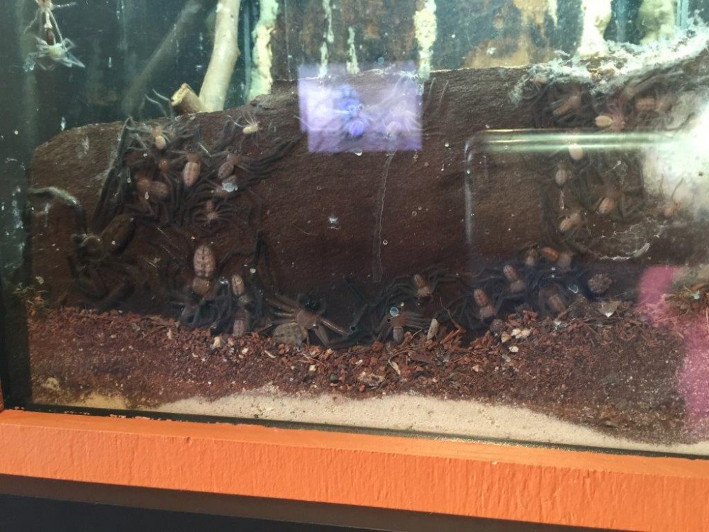 School holiday ideas - Questacon Science Museum Spiders Exhibition ...