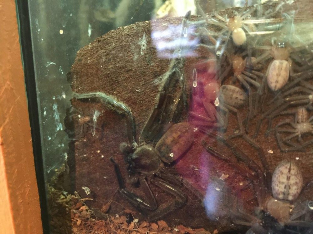 School holiday ideas - Questacon Science Museum Spiders Exhibition ...