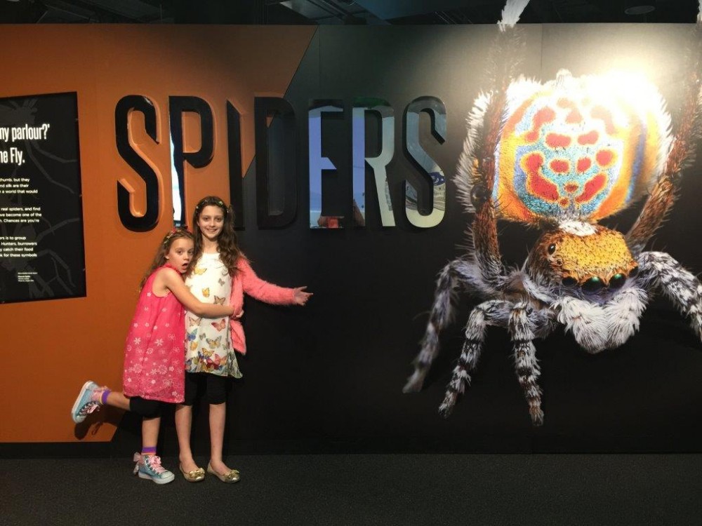 School holiday ideas - Questacon Science Museum Spiders Exhibition ...