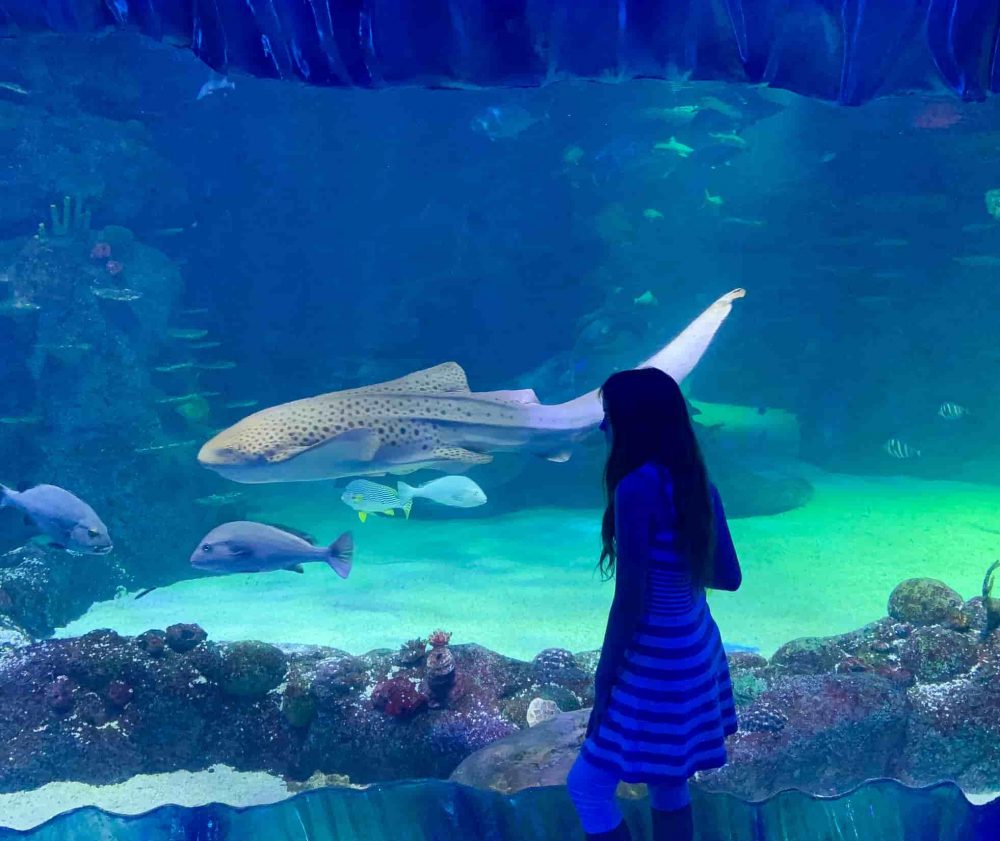 Sydney Aquarium Review - Things to do in Sydney with kids! | Let's go Mum