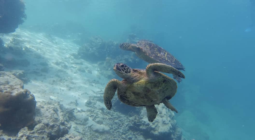 Ariki Adventures Sea Scooter Turtle Safari review - Rarotonga ...
