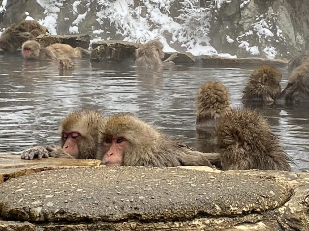 Snow Monkeys of Nagano Day Trip from Tokyo review | Let's go Mum